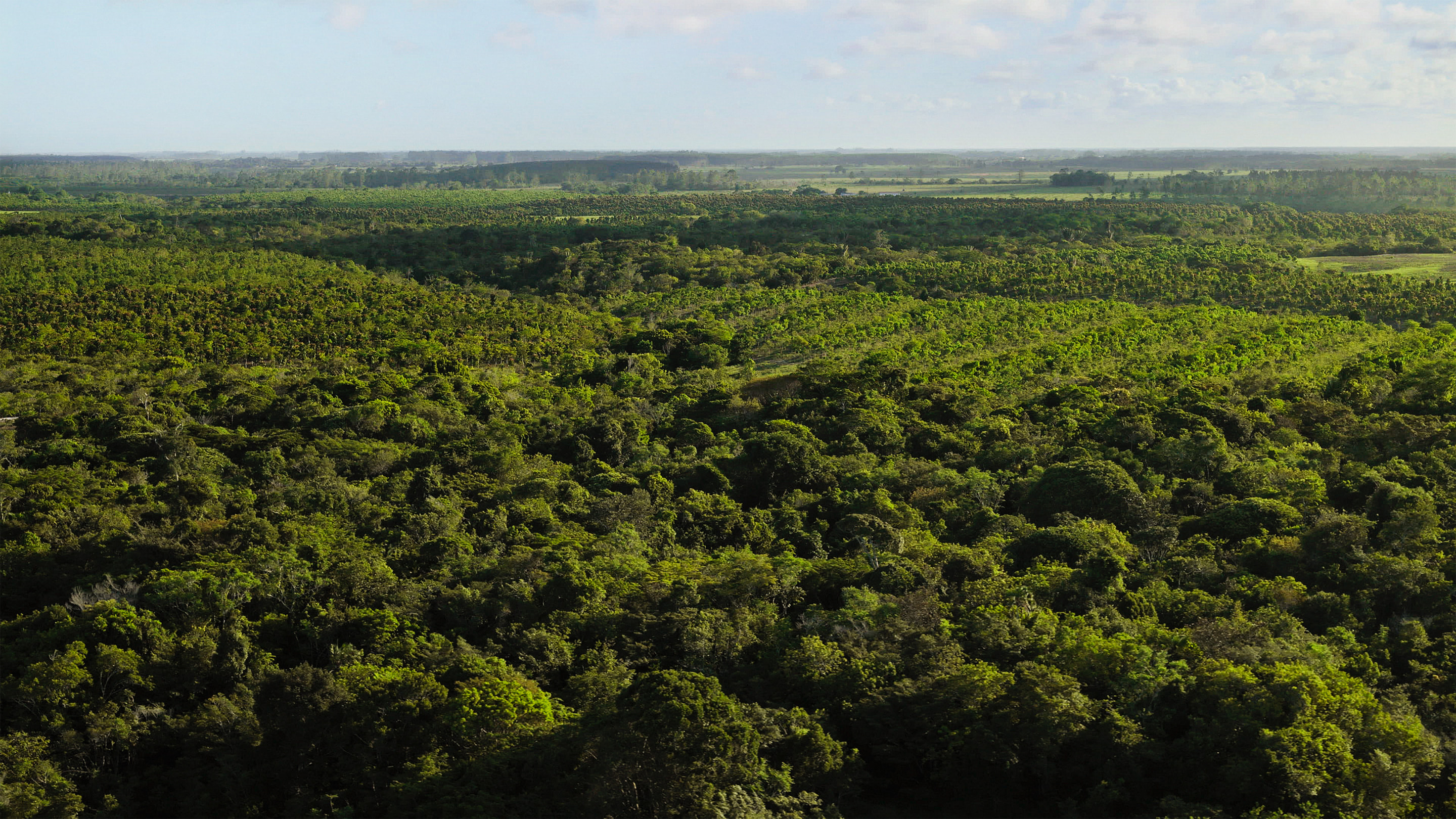 Apple’s Restore Fund cultivates new roots in the Atlantic Forest - Apple