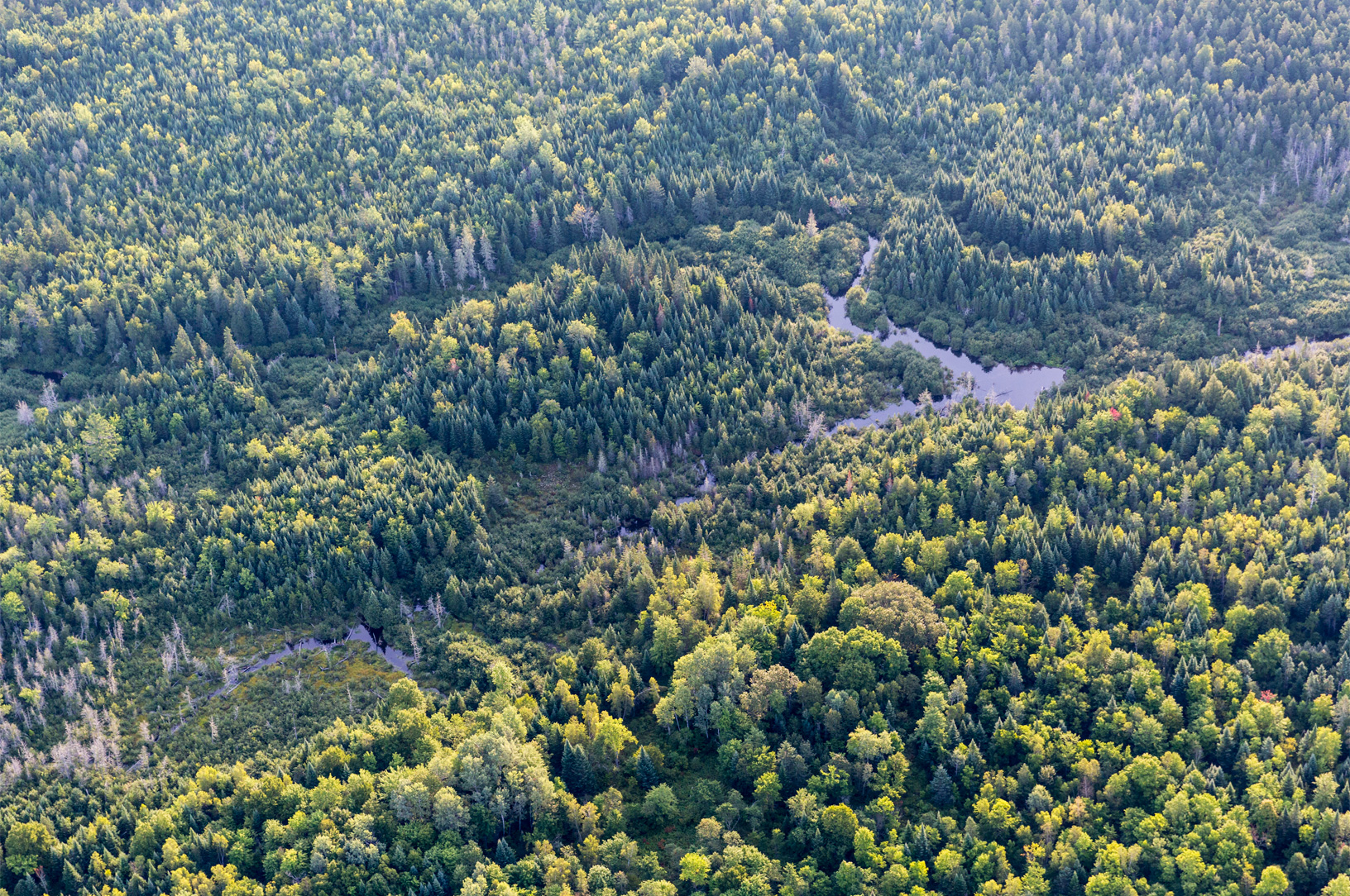 Apple and The Conservation Fund advance forest protection efforts - Apple
