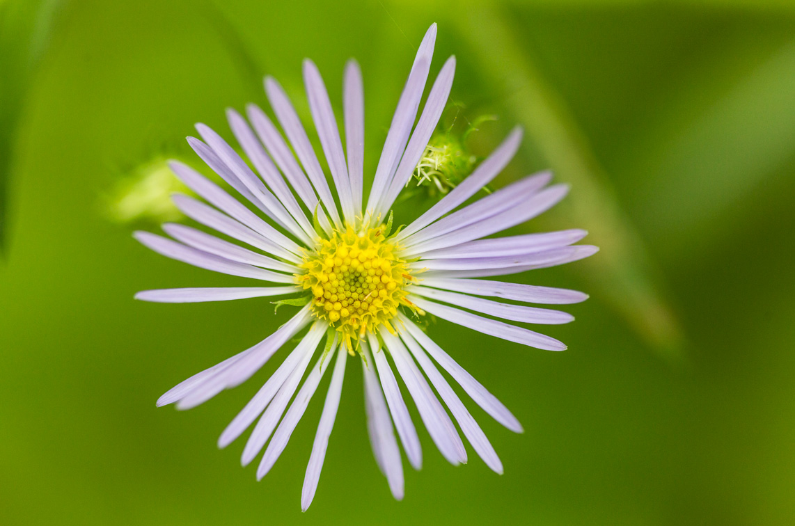 Apple and The Conservation Fund advance forest protection efforts - Apple